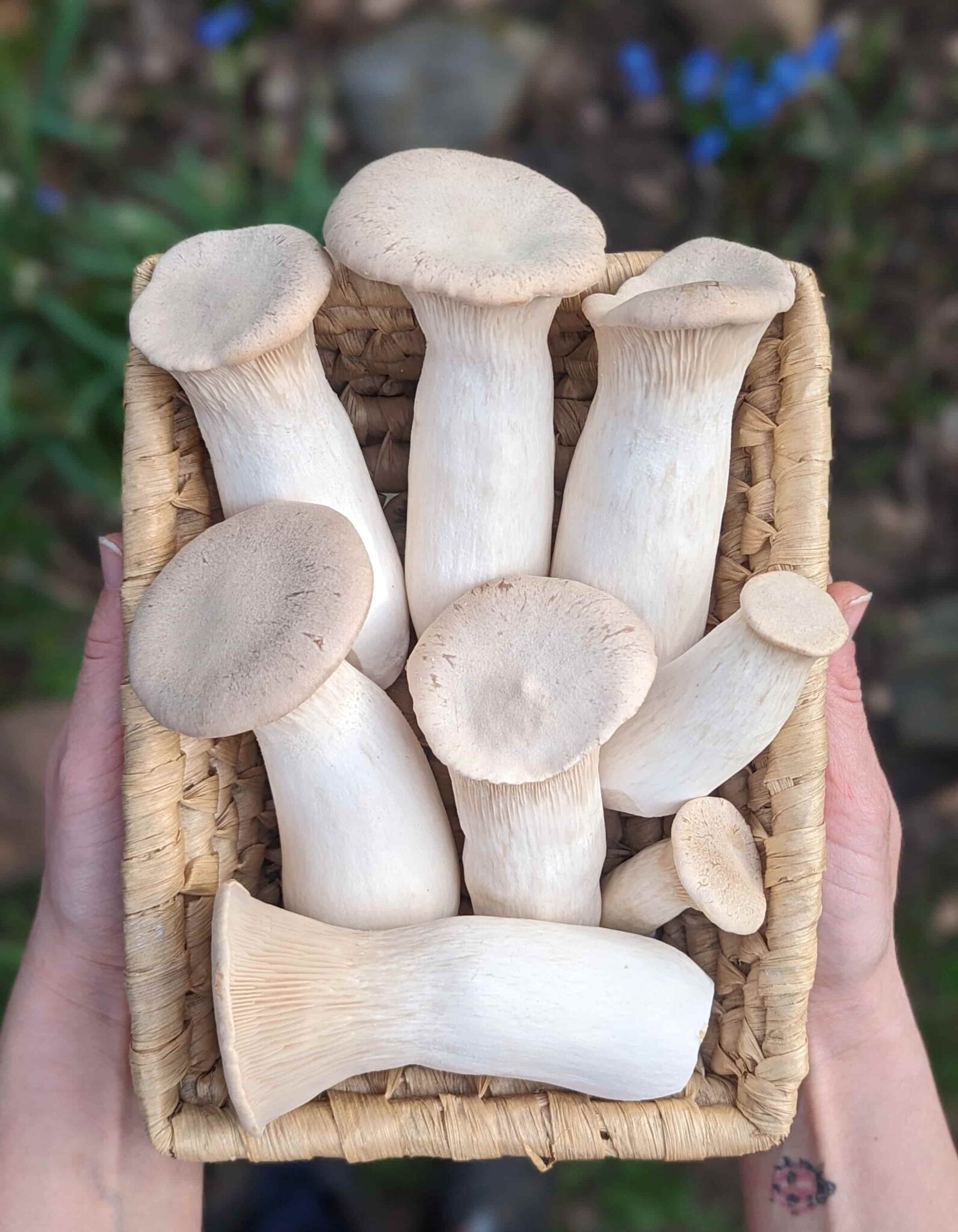 Eringi (Karališkoji kreivabudė) - 2Hektarai